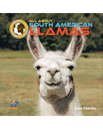 All About South American Llamas