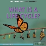 What Is a Life Cycle?